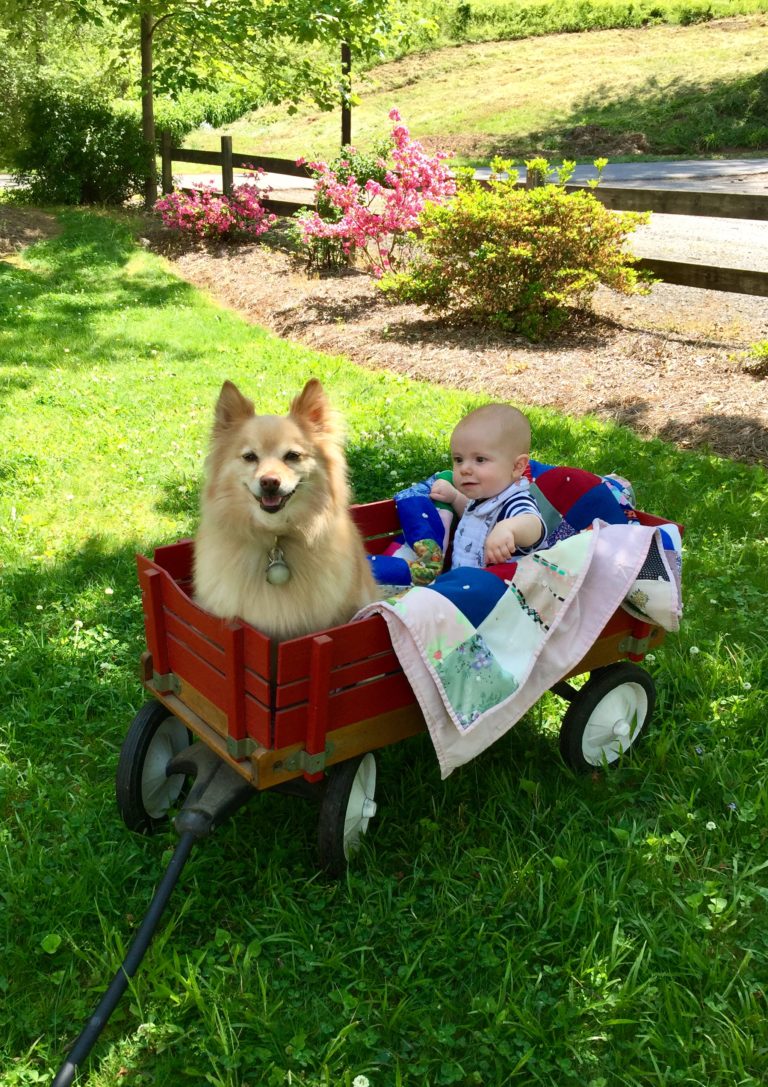 Fun portraits of pets and kids, babies & life | pixelsonpaperblog.com